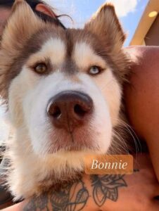 Bonnie - Four Paws One Heart