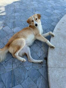 Loki - Four Paws One Heart